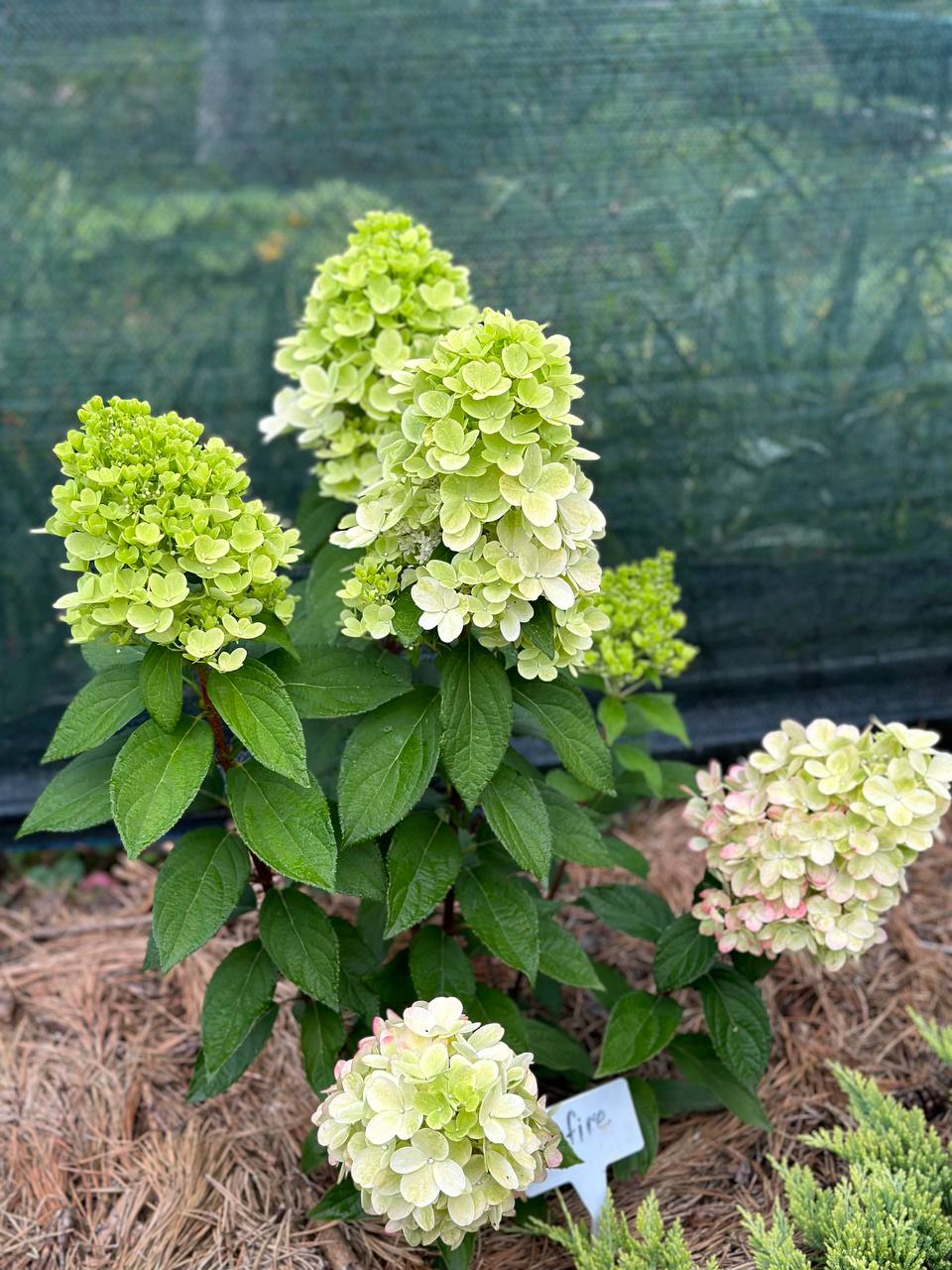 Гортензія волотиста Бонфаєр / Hydrangea paniculata Bonfire. НОВИНКА ...