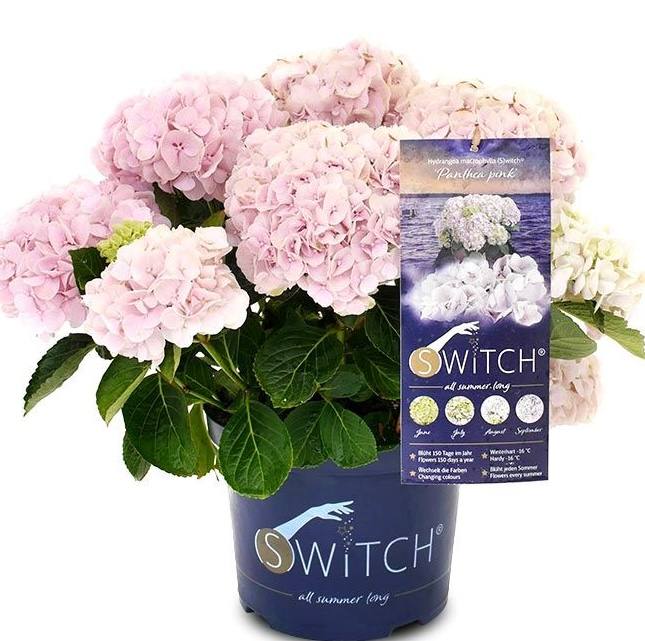 Hydrangea macrophylla Switch “Panthea” - Квітканута